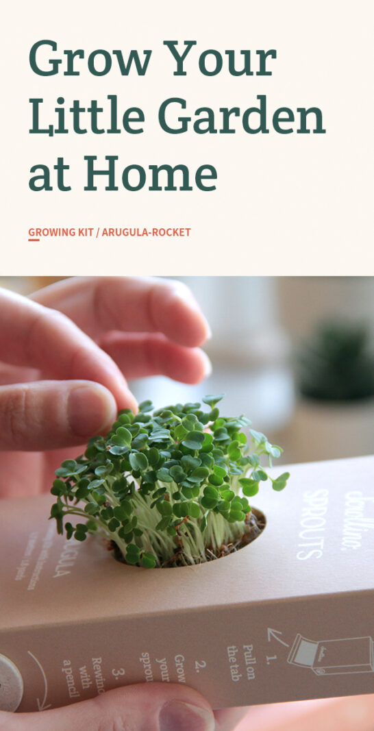 Scrollino Sprouts – Arugula/Rocket – Scrollino®